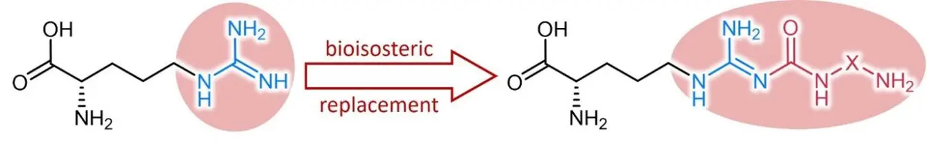 Blog - Arginine Derivatives Suitable for Side-Chain Derivatization