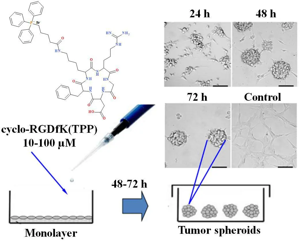 Blog - A Cyclo-RGD Peptide for the Preparation of Tumor Mimics