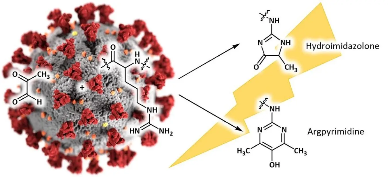 Blog - Fighting SARS-CoV-2