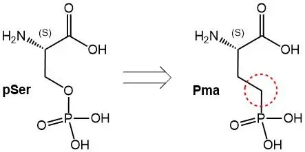 Hydrolysis-Stable Mimics of Phosphorylated Amino Acids (Ser, Thr and Tyr)