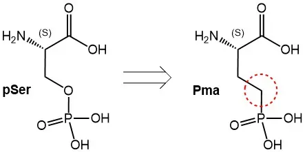 Blog - Hydrolysis-Stable Mimics of Phosphorylated Amino Acids (Ser, Thr ...