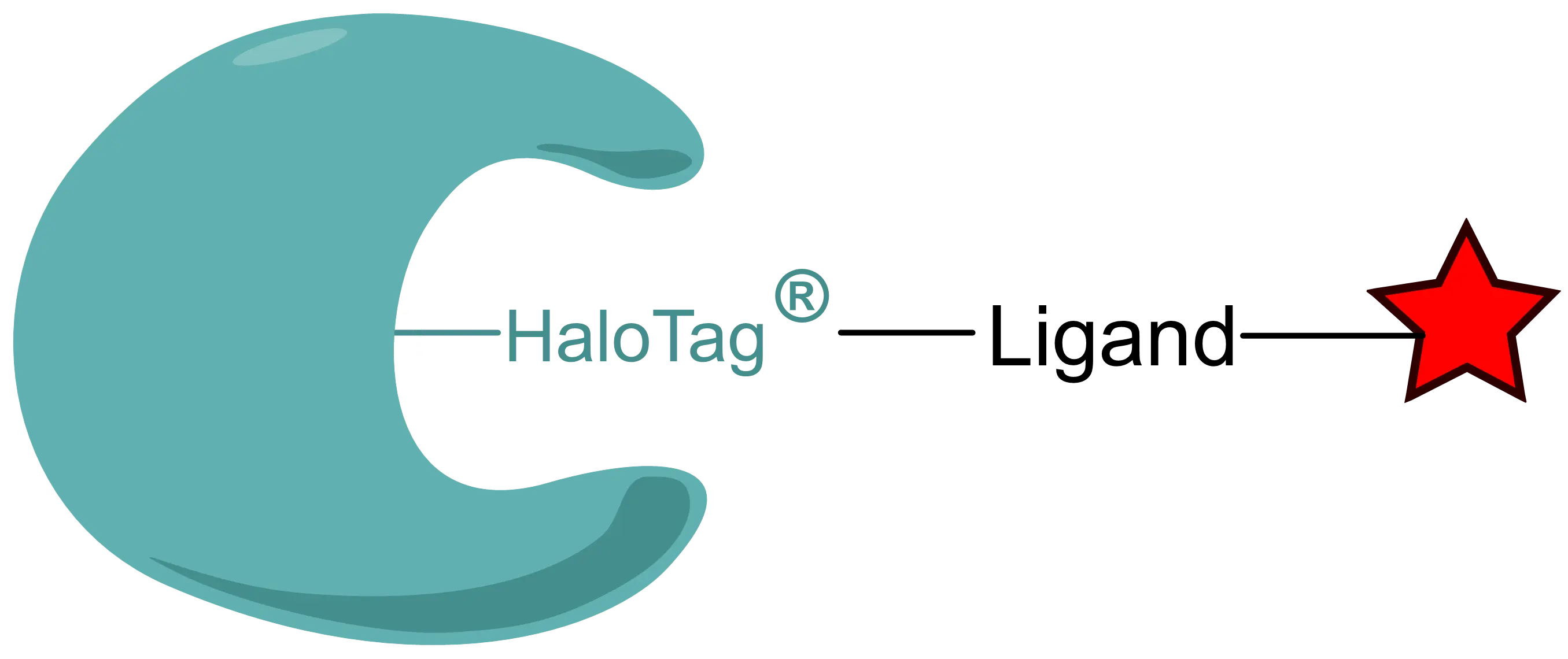 Blog - Haloalkane Dehalogenase Substrates