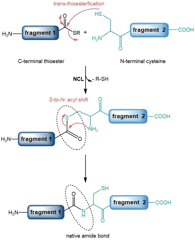 Blog - PotM: AMDBH, a Novel Aldehyde Scavenger for Thz Deprotection in NCL