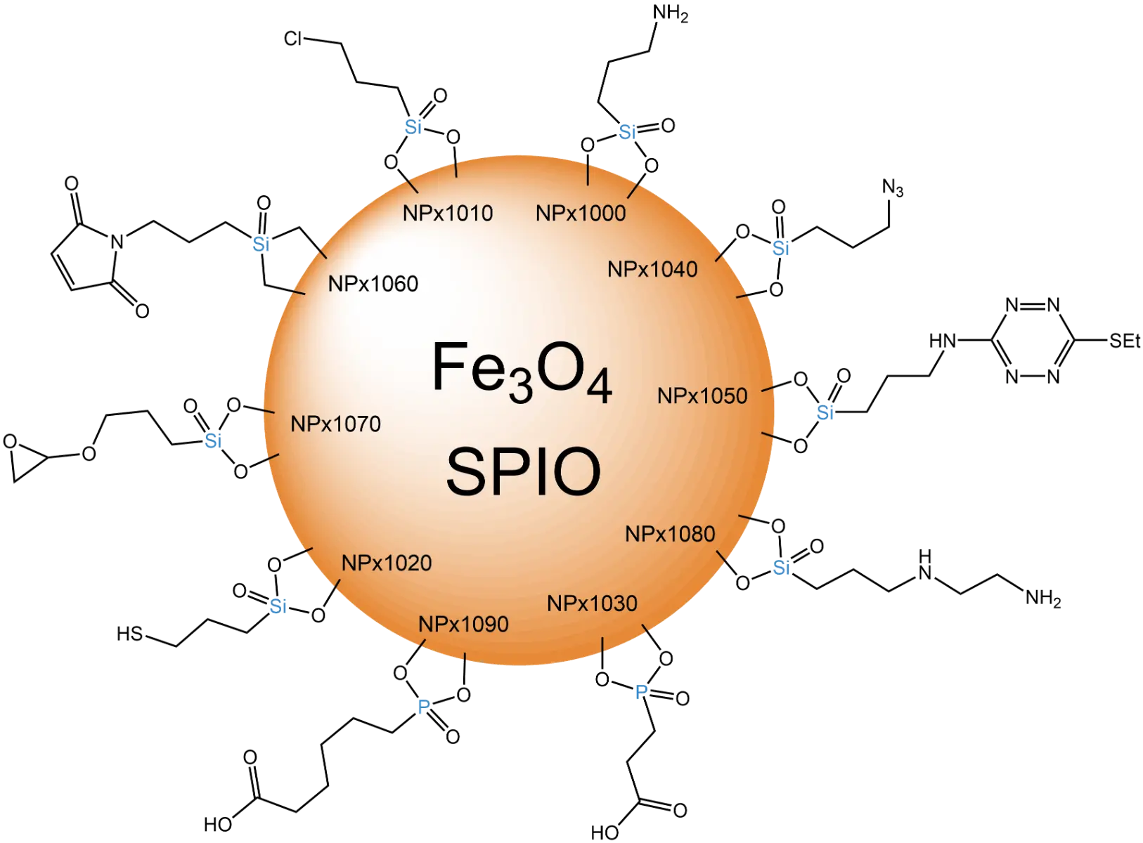 PotM: Functionalized Superparamagnetic Iron Oxide Nanoparticles