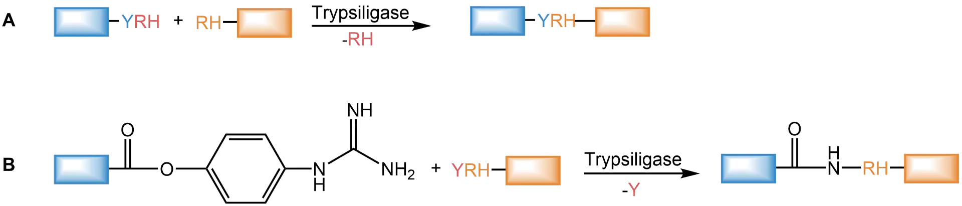 Blog - Enzyme-Mediated Ligation