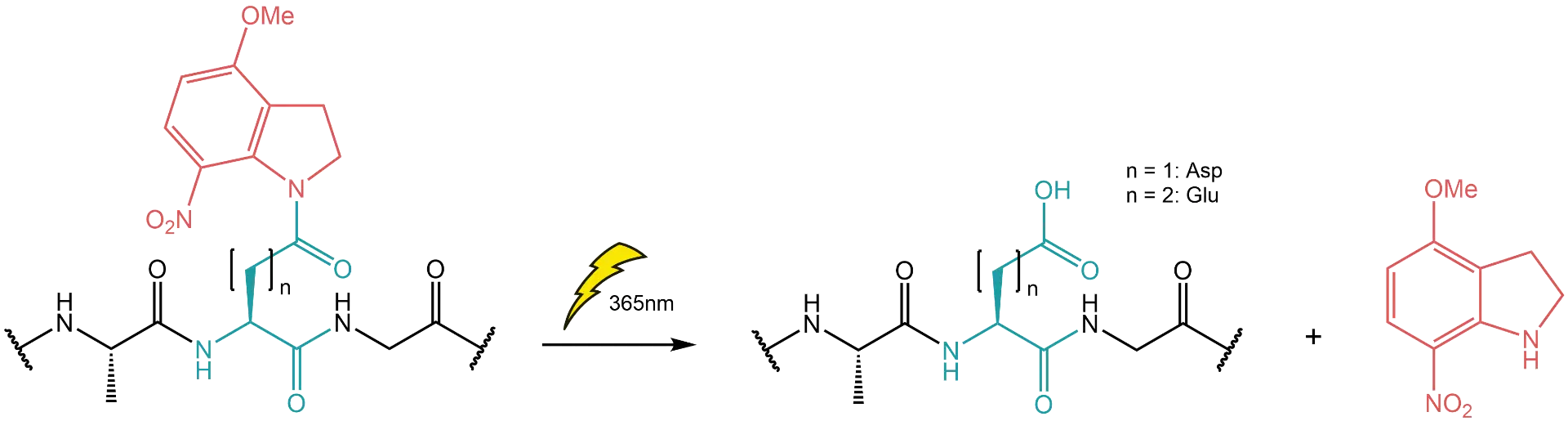 Blog - The Photosensitive MNI Protecting Group