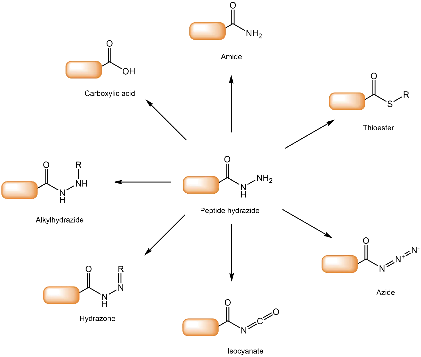 Blog - Preloaded Hydrazide Resins for Greener Peptide Synthesis